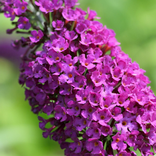 Buddleia – STOP invasives